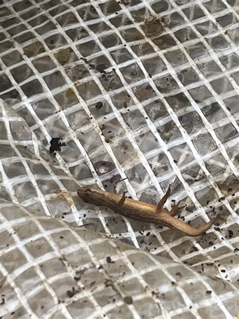 Found A Newt Playing Dead R Newts