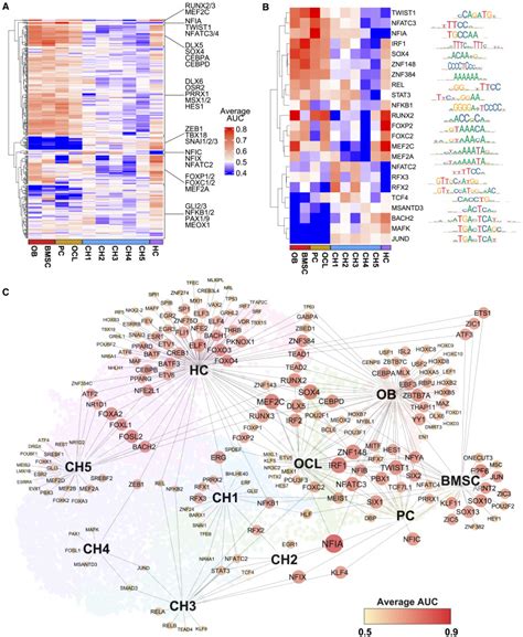 Stem Cell Based Modeling And Single Cell Multiomics Reveal Gene Regulatory Mechanisms Underlying