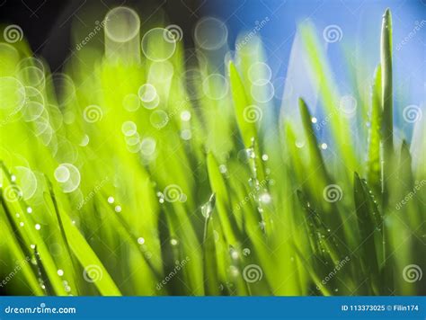Water Drops On The Green Grass Stock Image Image Of Bright Outdoor
