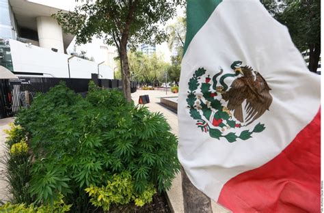 México Aún Lejos De La Legalización De La Marihuana La Opinión