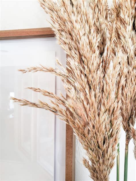 Natural Plume Reed Natural Dried Grass Dried Flowers Dry Etsy