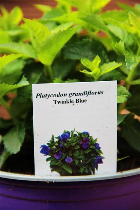 Rozwar Wielkokwiatowy Twinkle Blue łac Platycodon Grandiflorus