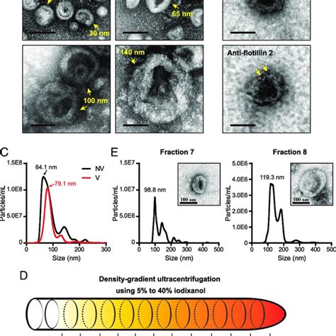 Pdf Key Role Of Exportin 6 In Exosome Mediated Viral Transmission