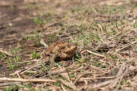 Premium Photo Pair Of Common Toads In Amplexus Among Dry Grass