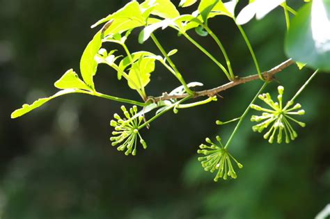 八ヶ岳南麓 横浜KITAHO World くす玉のようなウコギの花