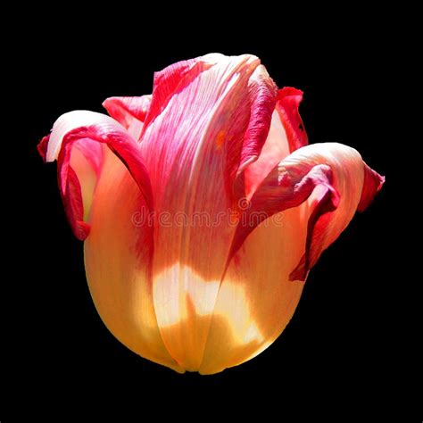Tulips Is A Perennial Bulbous Plant With Showy Flowers In The Genus
