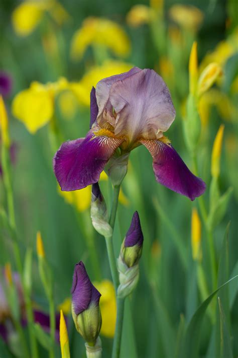 Iris Flowers On Behance