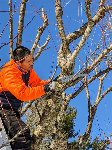 Maintaining My Almond Trees The Martha Stewart Blog