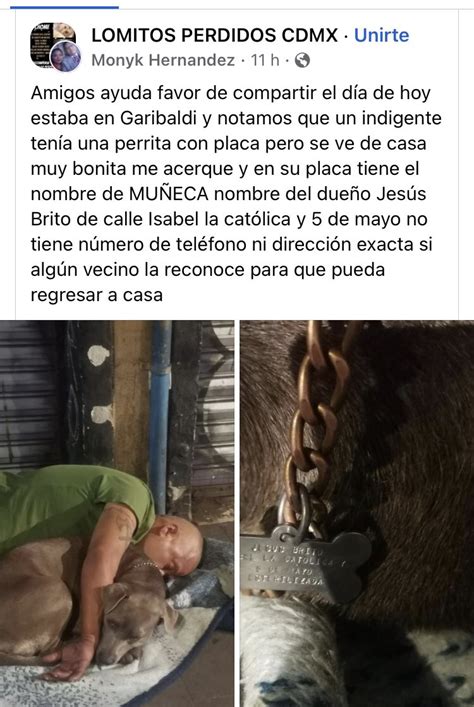 Mascotas Sismo On Twitter RT IsabelJunco PrrosPerdidosMX MascotasSismo MascotaCoyoacan