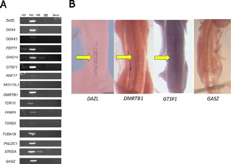 Figure 2 From The Transcriptome Of Chicken Migratory Primordial Germ