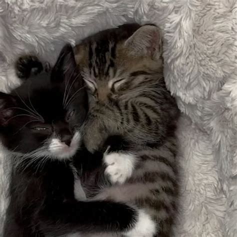 Cute Cats Rwolfabelle