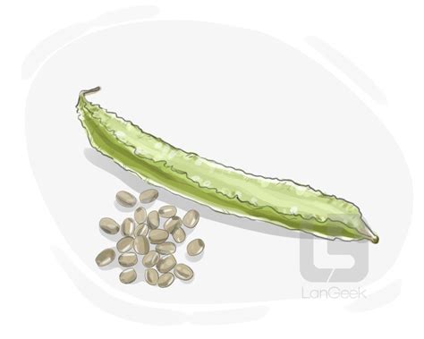 Definition And Meaning Of Winged Bean Langeek