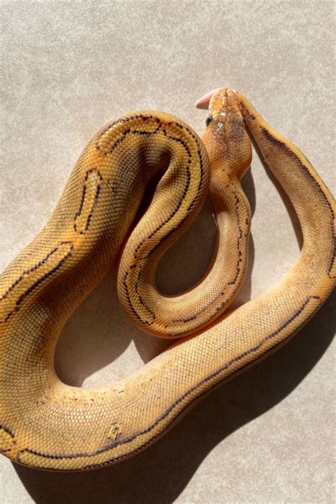 how we identify ball python morphs 2021 clutch artofit