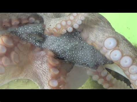 死んだフグそれもちょっと古いのですがお構いなく食べるタコ海の生物で毒魚フグを食べる物は多いのです青酸カリの1000倍の猛毒があると言わ