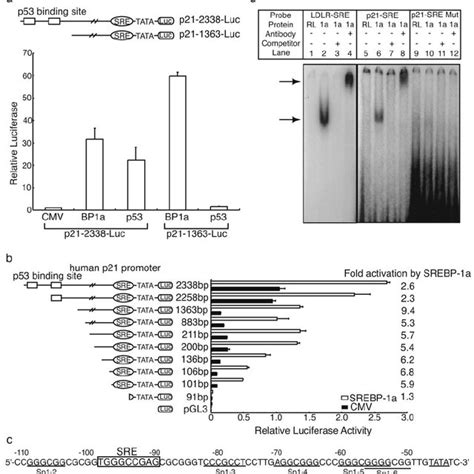 Activation Of P21 Gene Promoter By Srebp 1a A Activation Of P21