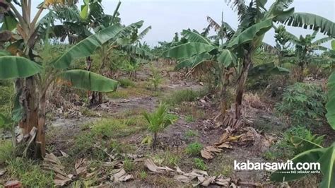 Pengen Lahan Kebun Sawit Subur Tanpa Pupuk Tanam Pisang