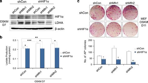 Mitofusins Deficiency Elicits Mitochondrial Metabolic Reprogramming To