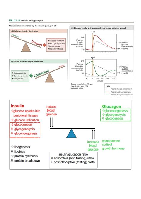 Diabetes Notes Med2100 Foundations Of Medical Practice Monash