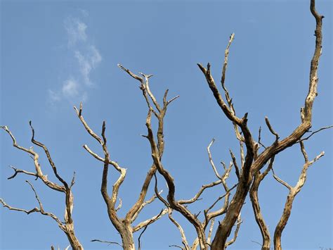 Foto De Stock Gratuita Sobre árbol Desnudo árbol Sin Hojas Cielo Azul