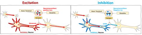 Bumjini Neuron In Neuroscience And Deep Learning