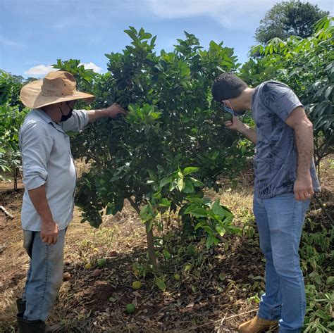 Levantamento FitossanitÁrio De Cancro Citrico E Hlb2021 Agrodefesa