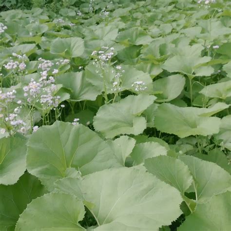 多摩・八王子江戸東京野菜研究会 Home