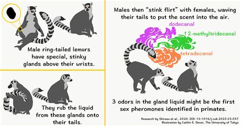 Odor Experts Uncover Smelly Chemistry Of Lemur Love Mirage News