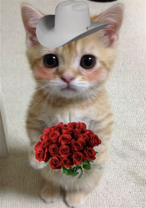 🌹♥️el Gatoo♥️🌹 Cat Memes Funny Cute Cats Cats