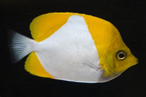 Easy To Keep Reef Safe Butterflyfish Reef2reef
