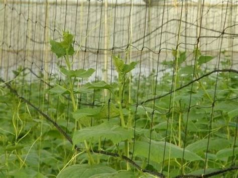 Crop Support Net At Best Price In Barshi By Shantilex Id 10499703248