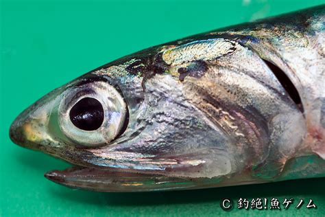 カタクチイワシ専門 釣絶魚ゲノム