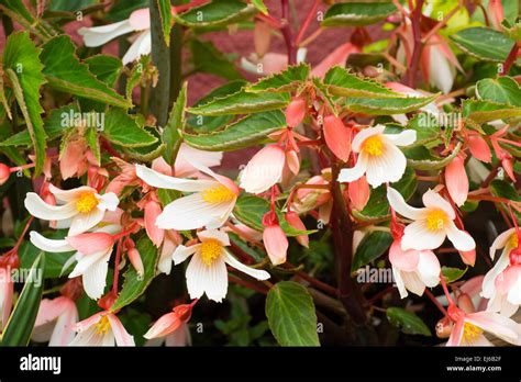 Peach And White Flowers Of The Tender Trailing Perennial Begonia
