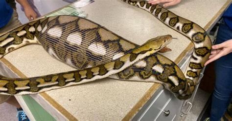 Reticulated Python Vs King Cobra Match Guide