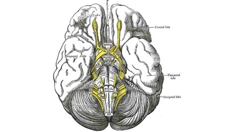 What Is The Optic Chiasm
