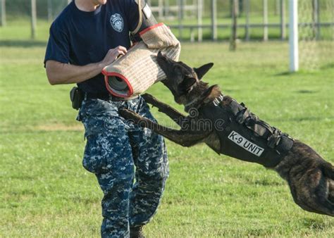 Entrenamiento Del Perro K9 Imagen De Archivo Editorial Imagen De