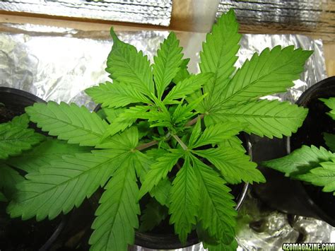 How Do I Determine A Female Sex Plant From A Male Page 3 420 Magazine