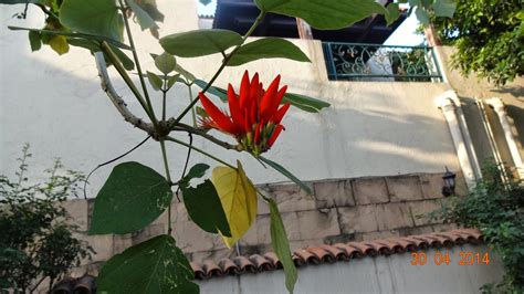 Plants Of Lahore Pakistan Erythrina Subrosea Indica Gul Nishtar