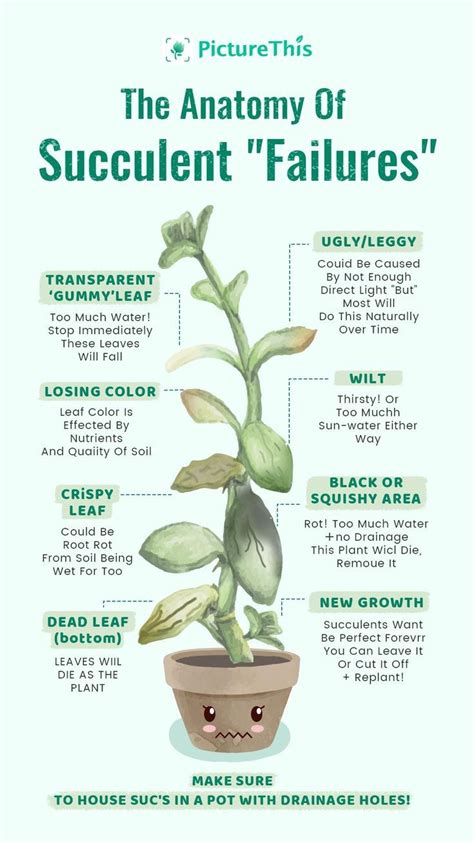 Succulent Propagation Care Card How To Propagate Succulent Plant From