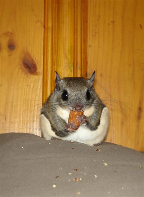 つぶらな瞳がかわいい空飛ぶリス？「アメリカモモンガ」の特徴や飼い方を解説 Petpedia