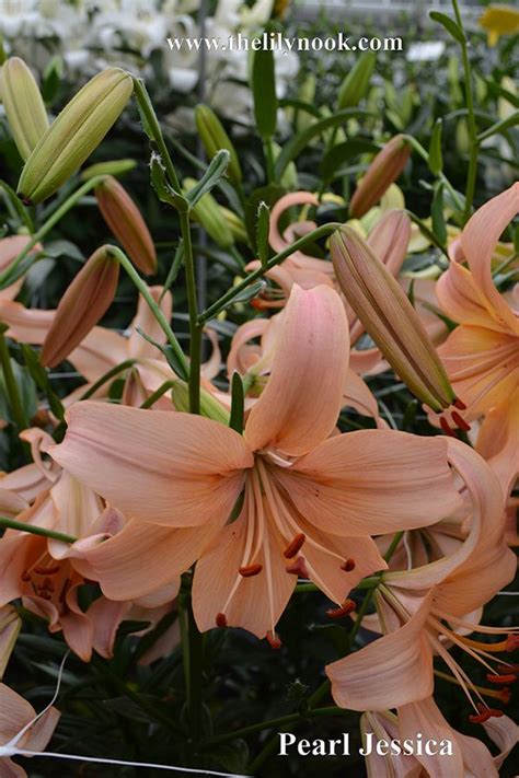 Pin On Lilies