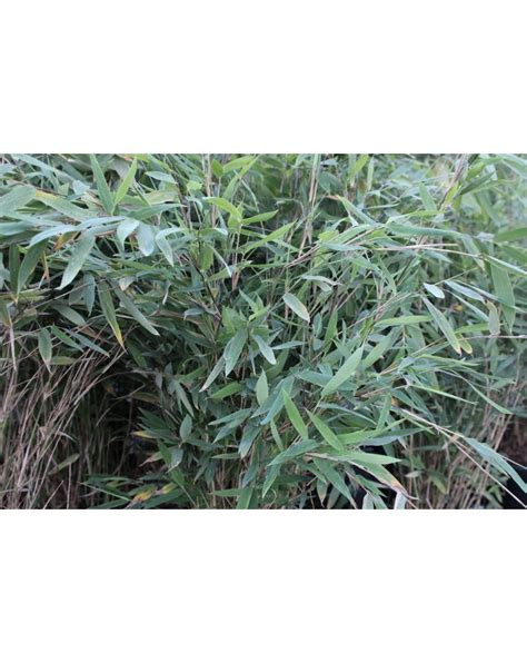 Bambus Gansu Bambou Fargesia Nitida Gansu
