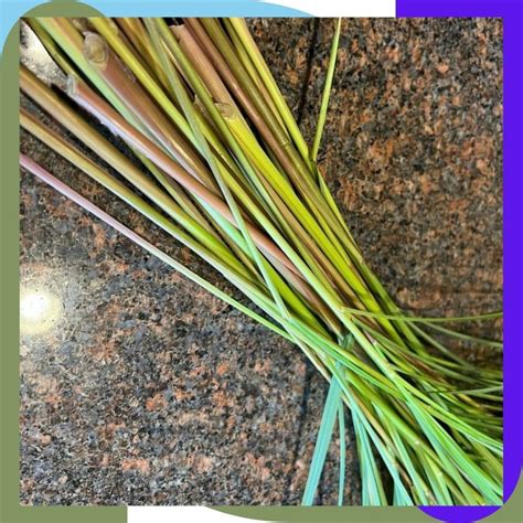 Lemongrass Cymbopogon Nardus Leaves Packaging Size Free At Rs 48