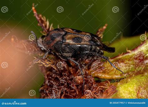 Adult Wedge Shaped Beetle Stock Image Image Of Invertebrate 255477957