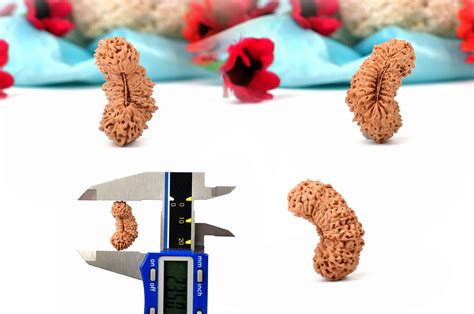 Collector 30 Mukhi Java Rudraksha Beads Rarest Rudraksha Beads Genuine