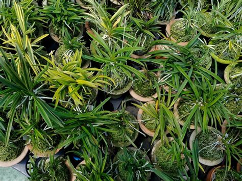 소엽 풍란 부귀란 키우는 법 네이버 블로그