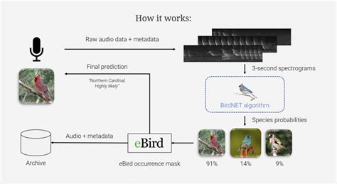 Meet Birdnet Sound Id App An Ai Powered Bird Sound Recognition App Using A Neural Network To