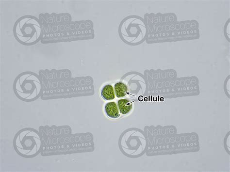 Chroococcus Sp Cianobatterio 500x Chroococcus Sp Cyanophyceae Cianoficee