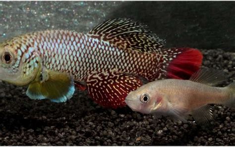 Ce Poisson Peut Mettre Sa Vie En Suspens Plusieurs Mois