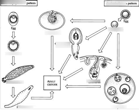Parasitology Ch 6 Metacestode Stages Diagram Quizlet