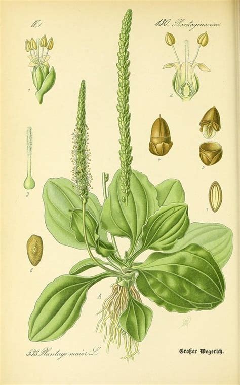 What Does Plantain Look Like How To Identify Two Species Of This